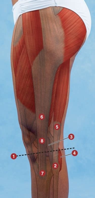 Palpation Of The Lateral Structures Diagram Quizlet