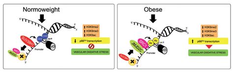 Role Of Chromatin Modifying Enzymes In Obesity Induced Vascular Download Scientific Diagram