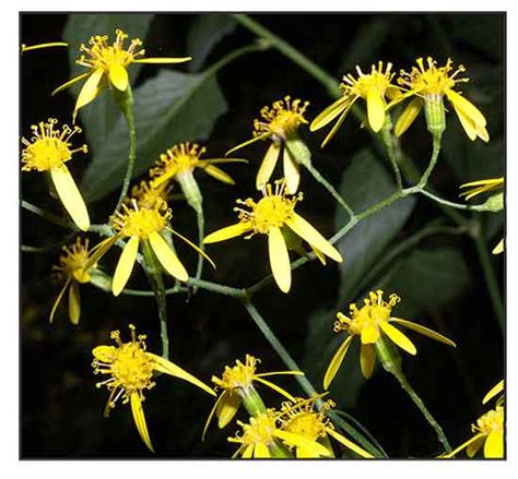 Lanot Senecio Scandens German Ivy Chien Li Kuang Philippine