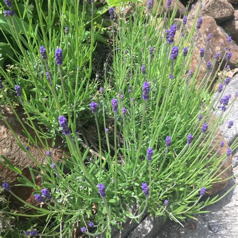 ラベンダーの花が咲かない！育て方や剪定のコツとは？ 気になる情報あれこれ