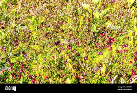 Wild Cranberries Growing In The Moss Autumn Harvesting Of Wild Berries