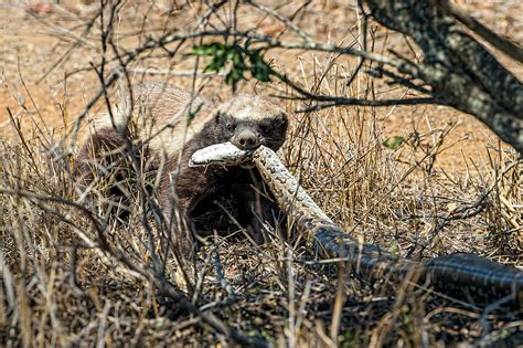 Epic Battle Honey Badger And Python Susan McConnell Nature And Wildlife Photography