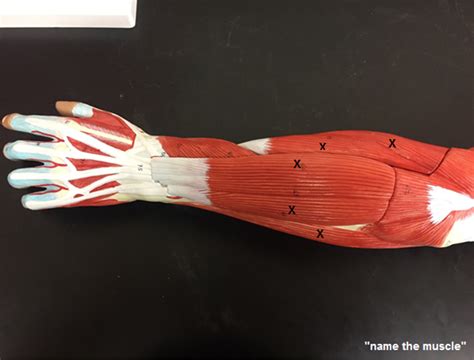 Posterior Forearm Diagram Quizlet