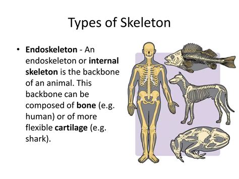 Skeletal System Pdf