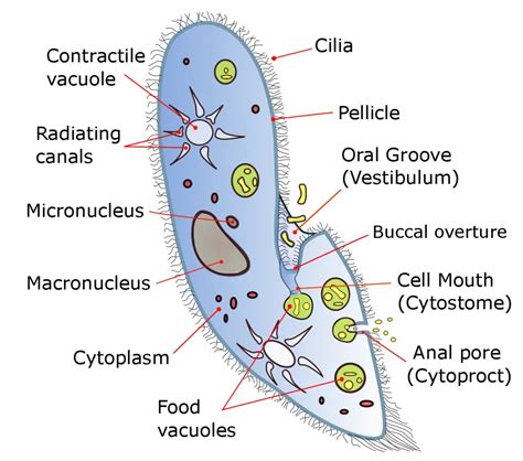 Paramecium Cell Definition Characteristics Classification Movement