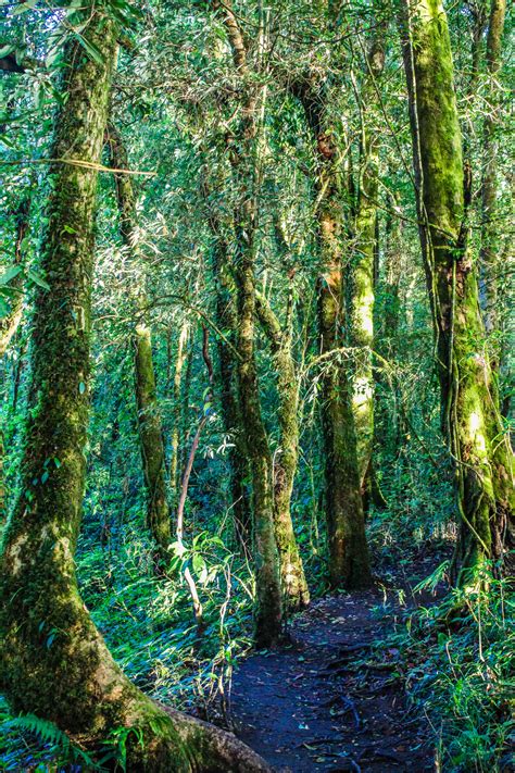 무료 이미지 공원 녹색 목재 태국 치앙마이 경치 자연스러운 전국의 열렬한 야생 인 타논 집 밖의 열대 우림 아름다운 환경 상록수 풍경