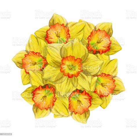 봄 꽃 수선화 잎과 줄기 활 선물 태그로 손으로 그린 구성 흰색 배경에 격리 초대장 결혼식 인사말 카드 벽지 인쇄 섬유 0명에 대한 스톡 벡터 아트 및 기타 이미지 Istock