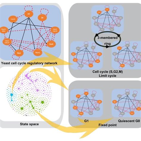 Yeast Cell Cycle Network There Are Vertexes In Yeast Cell Cycle Download Scientific Diagram