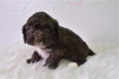 Cock A Poo Puppies For Sale Petland Racine Wisconsin