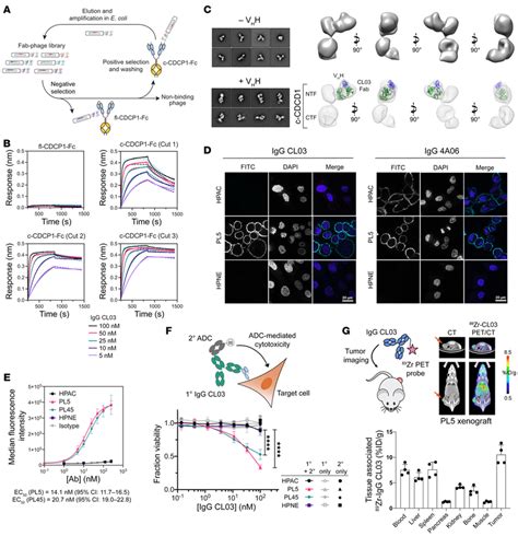 Igg Cl03 Specifically Targets C Cdcp1 Expressing Pancreatic Cancer