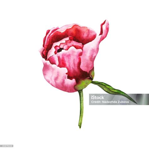 수채화 모란 반쯤 열린 새싹 파스텔 핑크 색상의 꽃입니다 인사말 카드 또는 청첩장에 대 한 고립 된 배경에 손으로 그린 꽃 그림 장식 디자인을 위한 식물 그림 개체 그룹에