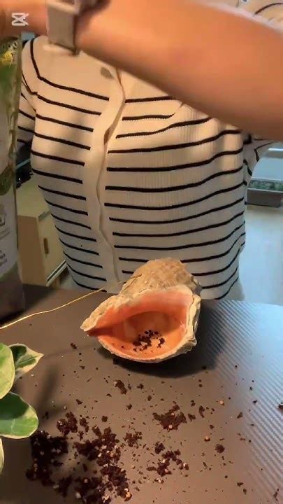 “소라껍데기로 만드는 예쁜 천장걸이 화분 Diy 🌿” Youtube