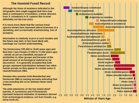 Human Evolution A Timeline Of Early Hominids Infographic Human