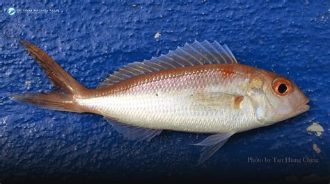 Everything You Need To Know About Itoyori Surimi In 2024 Cv Sinar