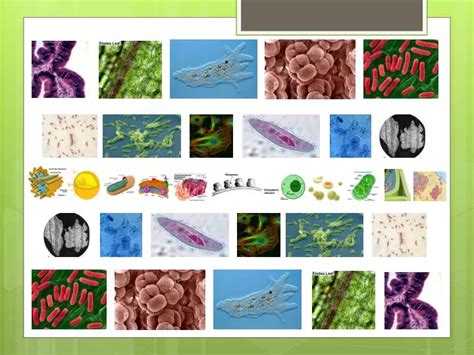 PPT Cells PowerPoint Presentation Free Download ID 2572827