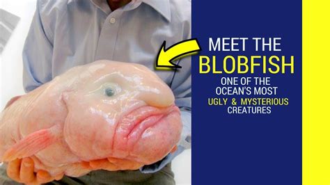 Blobfish Facts