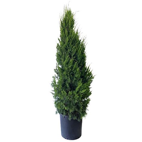 Greenleaf Nursery Brodie Juniper Shop Potted Plants At H E B