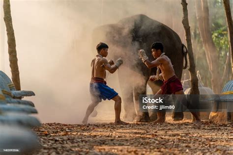 무에타이 전투기 태국 킥복싱 무에타이 권투 선수들은 코끼리를 배경으로 일몰 순간에 서로 무에타이 기술과 기술을 연습합니다 20 24세에 대한 스톡 사진 및 기타 이미지