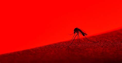 Mosquito Researchers Usually Use Their Own Arms To Test New Repellents