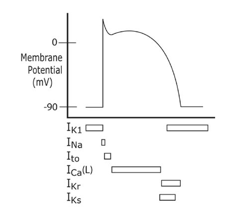Atrial Action Potential Ion Currents While The Sa Cells Are