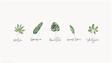 Aesthetic Minimalist Plant Desktop Wallpapers Wallpaper Cave