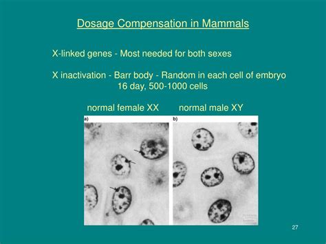 PPT Sex Determination And Sex Linked Genes PowerPoint Presentation Free Download ID
