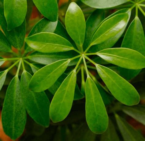 Schefflera Photo Care Species Description Propagation Indoor