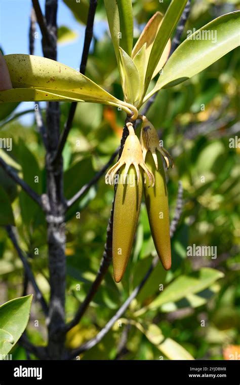Large Leafed Orange Mangrove Bruguiera Gymnorhiza Is A Tree Native Of