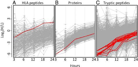 Comparative Dynamic Silac Data Of The Proteome And The Hla Peptidome Of Download Scientific