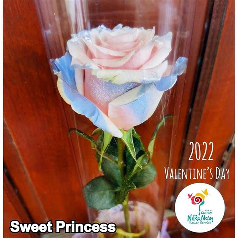 รูป ดอกไม้niranam