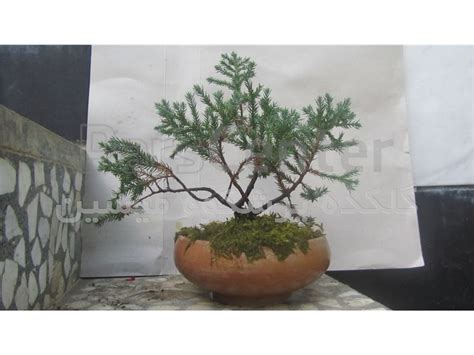 بونسای جونی پروس 002 محصولات گیاه آپارتمانی در پارس سنتر