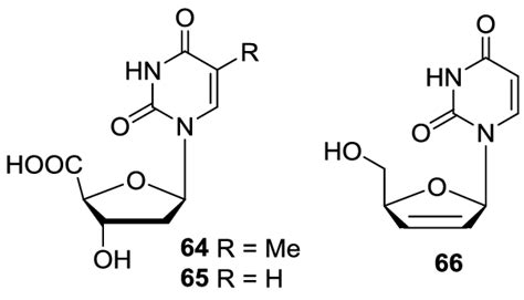 The Structures Of Analogues Of Pyrimidine Nucleosides 64 66