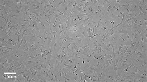 Single Cell Isolation Method Sigma Aldrich