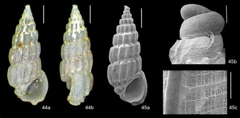 Rissoina Rissolina Heronensis Laseron 1956 44a B Fractoralla