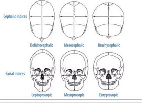 Cephalic Index What Is It Rphenotypes