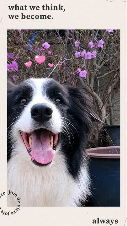 보더콜리두유 귀여운 꽃개 예쁘잖아 Shorts Youtube