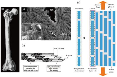 Convolution Kernel Function And Its Invariance Properties Of Bone Fractal Operators