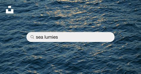 Sea Lumies Pictures Download Free Images On Unsplash