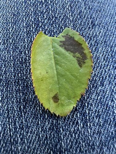 Rose Leaf Brown Spots In The Roses Forum
