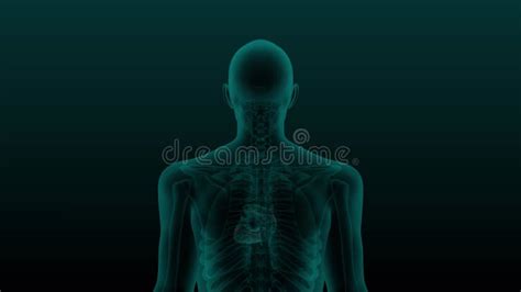 A Medically Anatomically Correct Magnetic Resonance Scan Of The