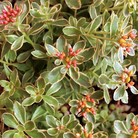 Sedum Kamtschaticum Variegatum Large Mcg™