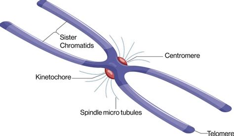 8 Detailed Structure Dna Organization Stock Vectors And Vector Art