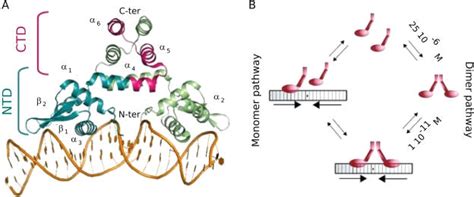 Dimeric Interaction Of The Blaimeci Repressor With Its Dna Operator