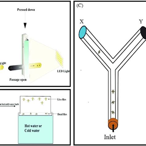 Behavioral Assays In Adult Flies A Light Dark Choice Assay B Heat Download Scientific
