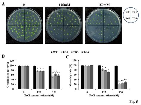 Germination And Greening Rates Of Wild Type Wt And Transgenic Tg1