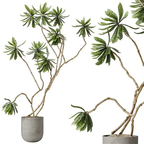 Av Indoor Plants Set 188 386629 3d Model Download 3d Model Av