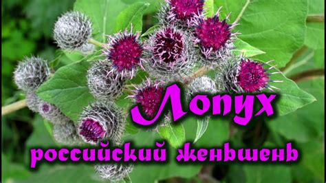 Лопух - российский женьшень - YouTube