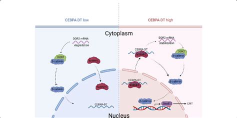 Proposal Schematic Pathway Illustrated The Role Of Cebpa Dt In The Download Scientific Diagram