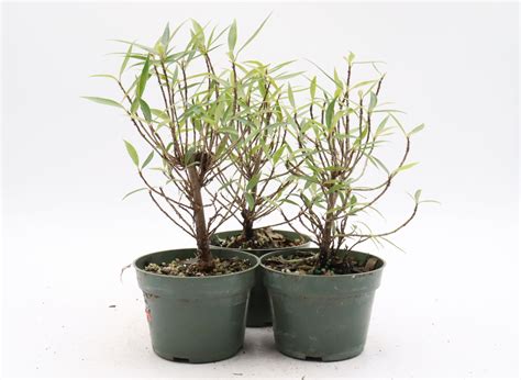 Assorted Willow Leaf Ficus Cuttings In 4 Inch Pots Schleys Bonsai