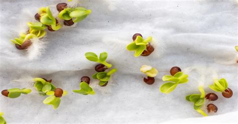 Germinating Seeds In Paper Towels 6 Step Method Giy Plants